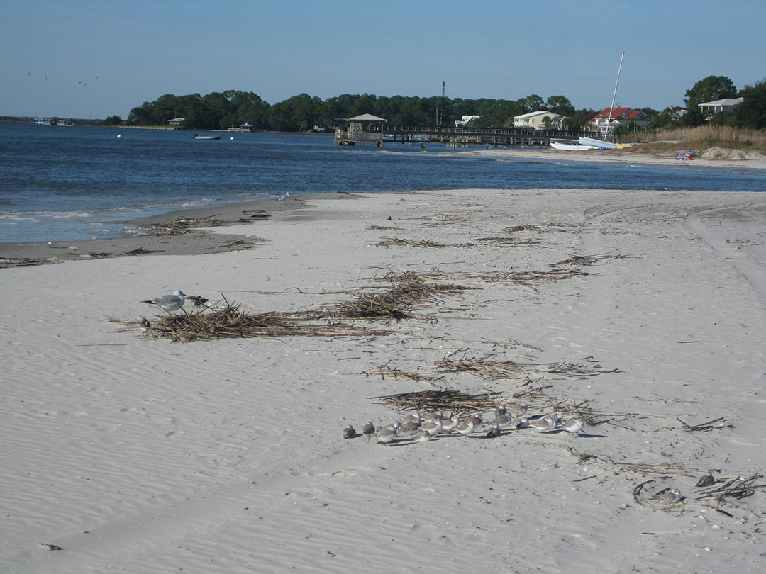 Little Known Islands in Georgia and South Carolina Part 2: Hilton Head ...
