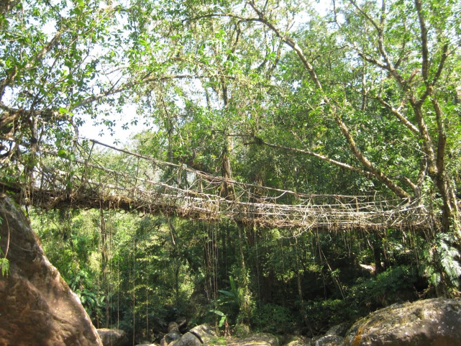Root Bridges in Cherapunjee (Sohra) in Meghalaya’s South - travelspotting